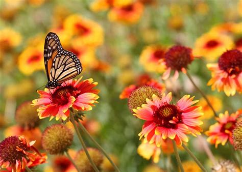15 Flower Garden Ideas