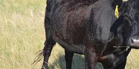 Flies On Pastured Cattle Sioux Nation Ag