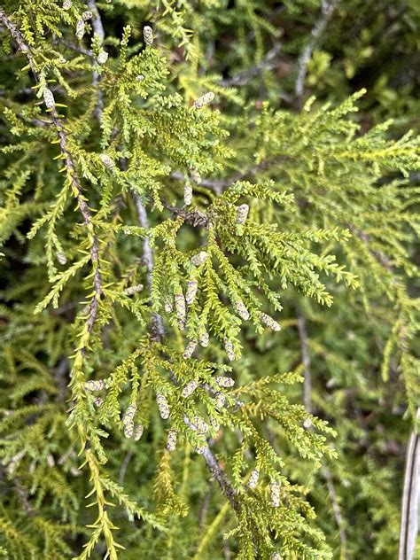 Native Trees NZ Native Plants