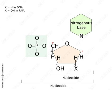 Vektorová Grafika „difference Between Nucleotide And Nucleoside Nucleoside Sugar And Base