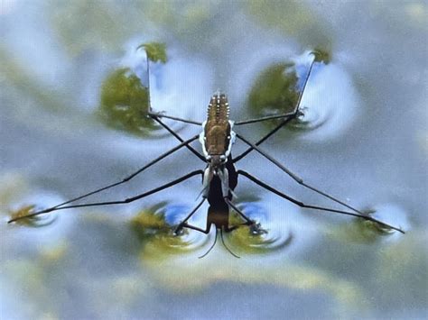 North American Common Water Strider from Mt View Rd, Thorndike, ME, US ...