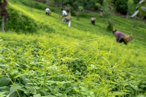 平利绞股蓝回归自然的种植方法 百科TA说