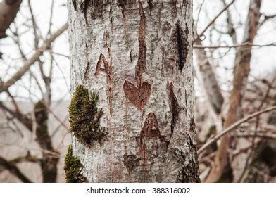 518 Trunk Signature Images Stock Photos Vectors Shutterstock