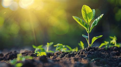 Tree Growth In Nature And Beautiful Morning Background Plant Growth Tree Background Image And