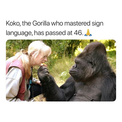 Koko The Gorilla Who Mastered Sign Language Has Passed At Funny