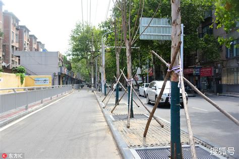 郑州移栽80棵昂贵法桐只成活7棵 市民吐槽季节不对 搜狐大视野 搜狐新闻