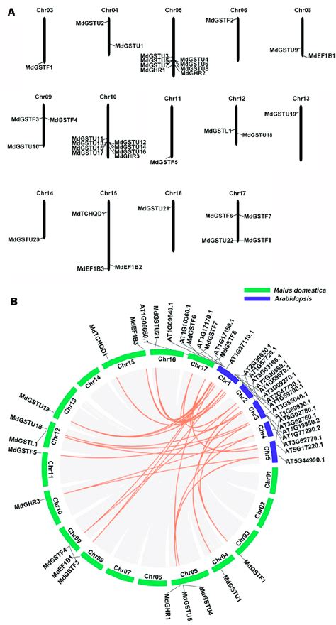 Chromosomal Locations And Collinearity Analysis Of The Mdgsts A Download Scientific Diagram