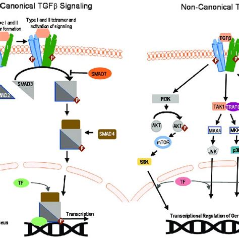 Overview Of The Transforming Growth Factor β Tgfβ Signaling Pathway