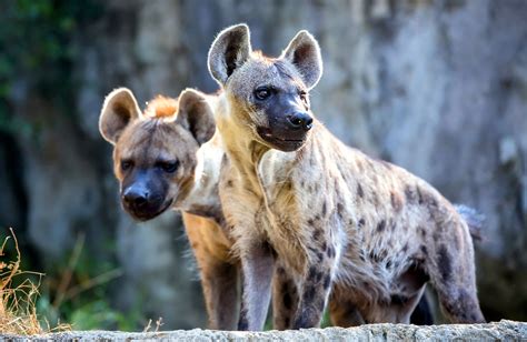 Spotted Hyenas Recognize Each Other From Their Distinctive Whoops