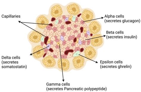 Alpha Cells Produce Glp 1 Like Ozempic Drugs Study Finds