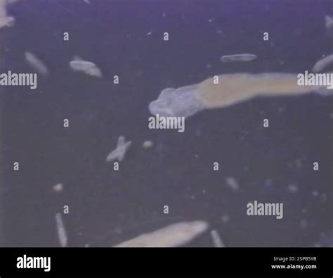 Planaria Microscope Stock Videos And Footage Hd And 4k Video Clips Alamy