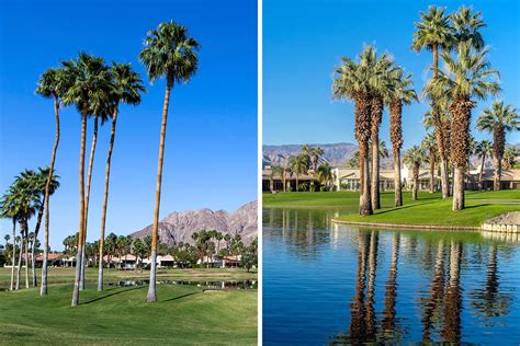 Palm Springs Vs Palm Desert For Vacation Which One Is Better