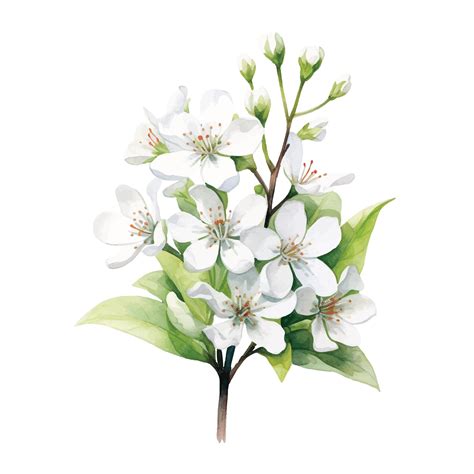사실주의 스타일의 빈티지 수채화 그리기 흰색 자스민 꽃 그림 프리미엄 벡터