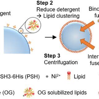 Lipid Coated Protein Condensate Protocells With Selective Biomolecular