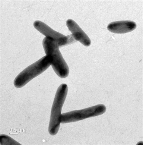 Massilia Soli Wikiwand