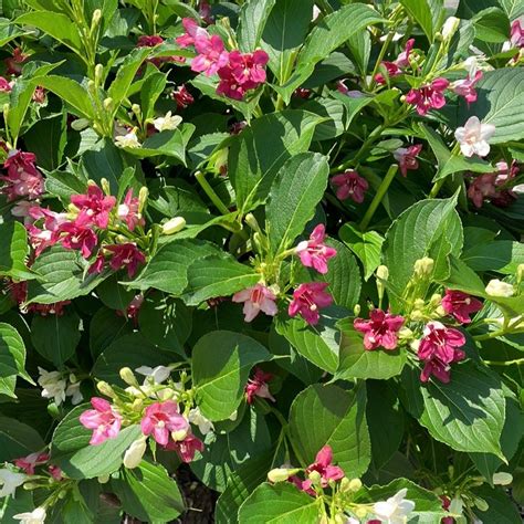 夏井いつきの俳句道場 燕 など ハイジのブログ