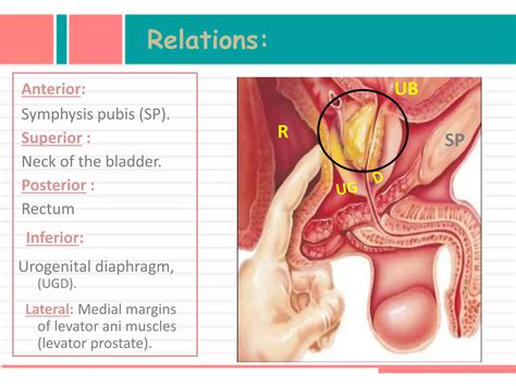 Male Pelvis Viscera Pptx