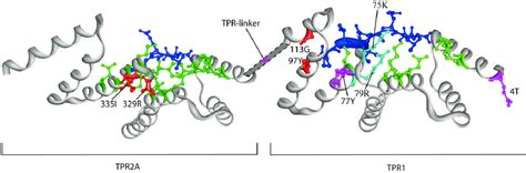 The Tpr1 And Tpr2a Domains Of Hop Bound With Their Respective Hsc70 Download Scientific
