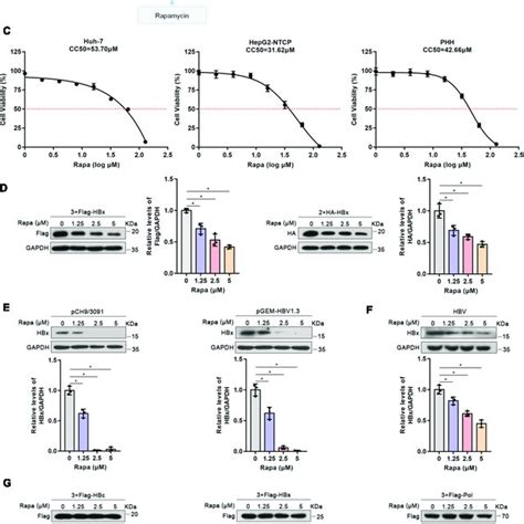 The Clinical Characteristics Of The Chb Patients In Cohort C