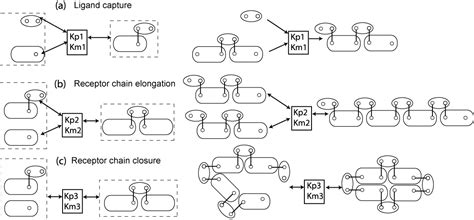 Bionetgen At Virtual Cell Sample Models