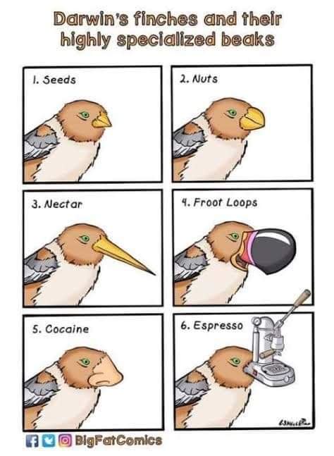 What Are The Most Funny Evolution Memes You Got Rmemes