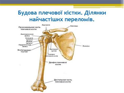 Догляд за хворими з хірургічними захворюваннями і ушкодженнями кінцівок презентация онлайн