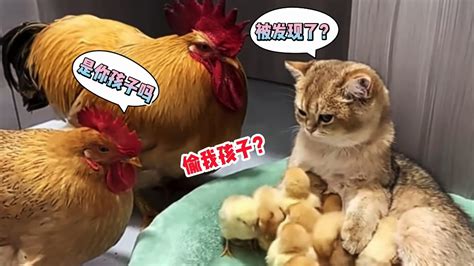 先偷小鸡又偷鸭，猫咪差点被抄家 笑亿天 笑亿天 哔哩哔哩视频