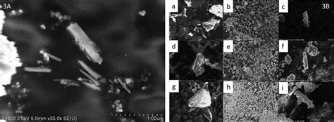 A Scanning Electron Micrographs Sem Left Sem Is Of An Uncoated