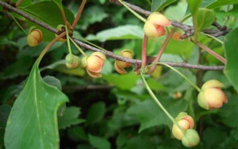 五味子什么时候开花 蜜源植物 酷蜜蜂