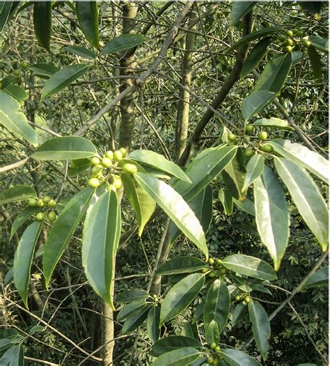 97 冬青 河南珍稀植物 图片