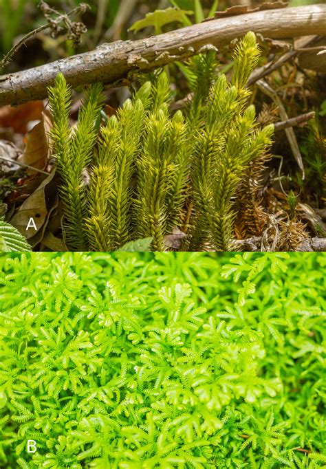 Exemplos Do Filo Lycophyta Ppt BriÓfitas Powerpoint Presentation