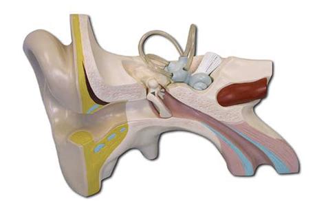 Aandp Lab Practical 2 Review Ear Diagram Quizlet