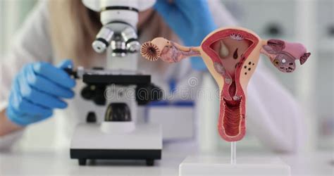 Microscopic Analysis Of Female Reproductive System Stock Video Video Of Menstrual Education