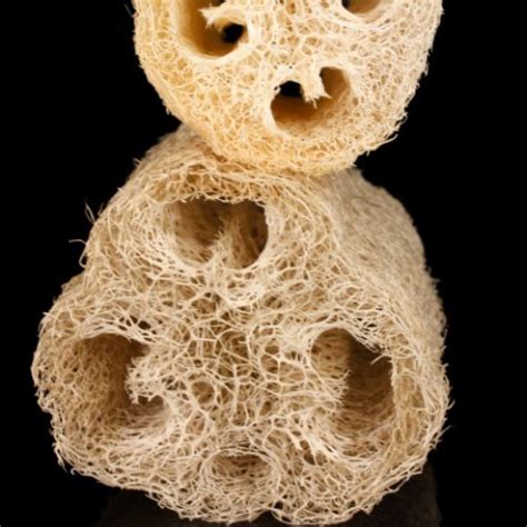 Lufa Bio Sunđer Stara Semena