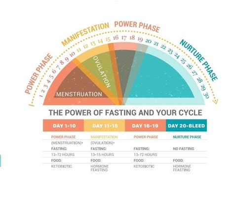 Fasting Cycle Artofit