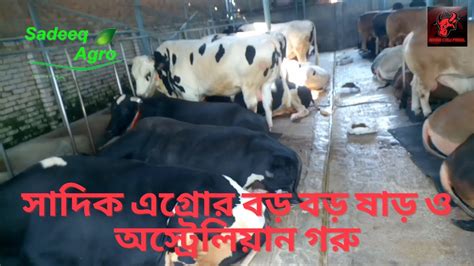 সাদিক এগ্রোর বড় বড় ষাড় ও অস্ট্রেলিয়ান গরু সাদিক এগ্রো Qurbani 2023 কোরবানি ২০২৩ Acp
