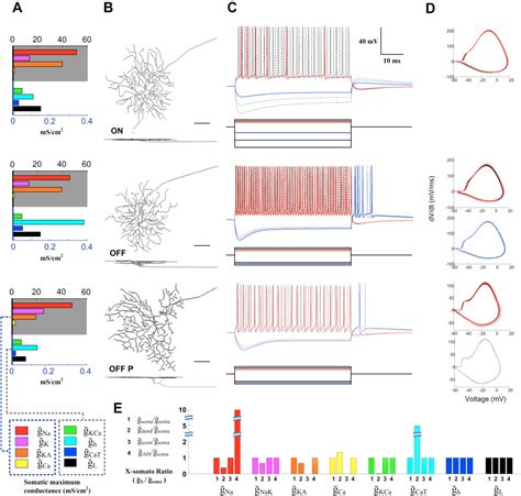 Figure 1 From Cell Specific Modeling Of Retinal Ganglion Cell Electrical Activity Semantic Scholar