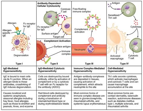 Hypersensitivity Wikipedia