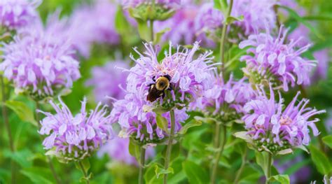 Growing Bee Balm Planting And Caring For Monarda High Country Gardens