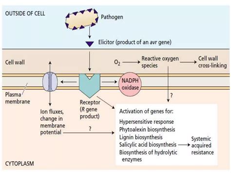 Host Pathogen Interaction Plants Pptx