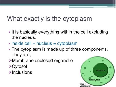 Cytoplasm Function
