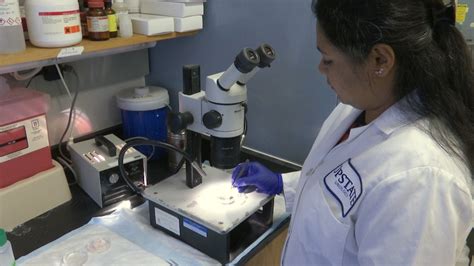 Video Identification Histological Characterization And Dissection Of Mouse Prostate Lobes For