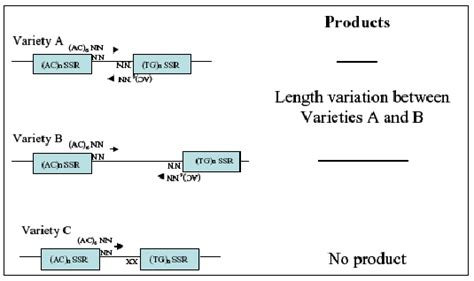 The Above Scheme Shows How Sequence Variation Between Two Ssrs Results Download Scientific