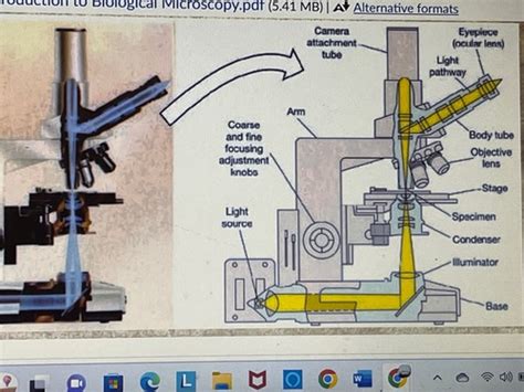 Lab Practical Flashcards Quizlet