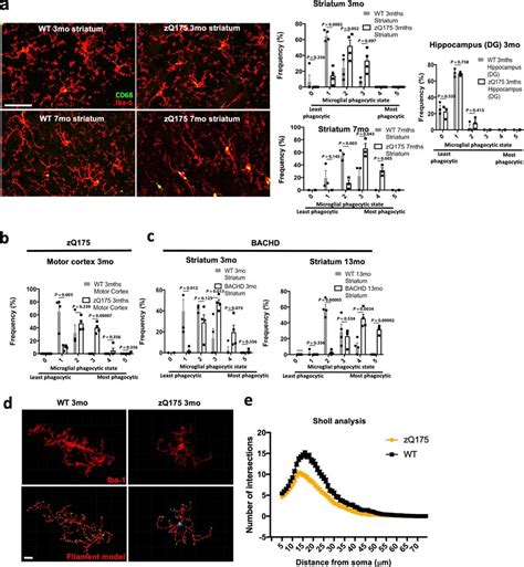 Microglia In The Striatum And Motor Cortex Of Hd Mice Adopt A More Download Scientific Diagram