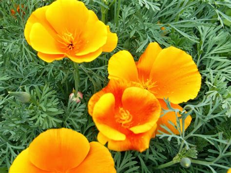 Эшшольция в ландшафтном дизайне 54 фото красивые картинки и Hd фото