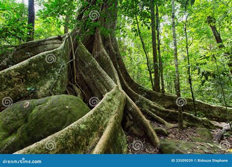Large Fig Tree Stock Image Image Of Green Tree Ficus 33509039