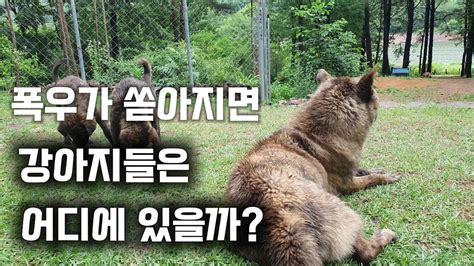 폭우가 쏟아지는 날 강아지들이 발견한 아늑한 장소 Youtube