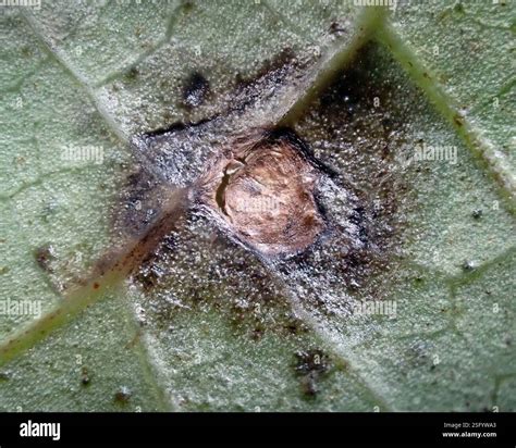 Ascomycete Fungi Ascomycota Fungi Chatham Islands Rekohu Chatham