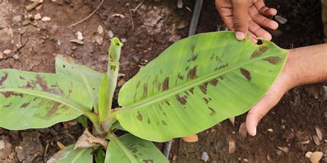 Banana Ai Ai Solution For Banana Leaf Disease Detection